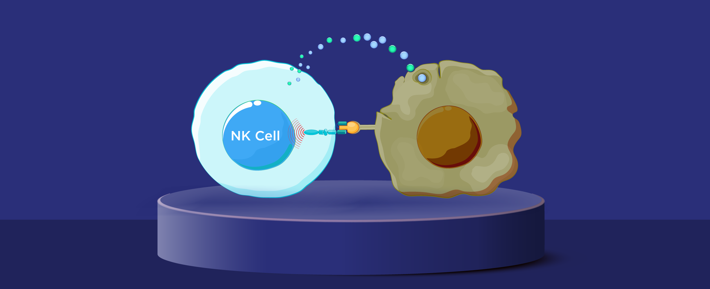 BioCentury - Next-gen NK cell enhancements in the clinic