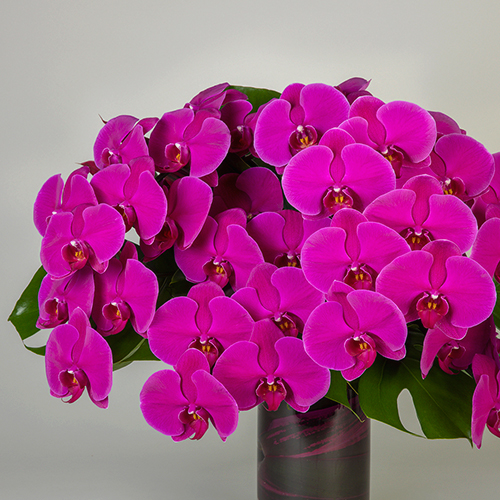 Christmas Gifts for Parents | Interflora