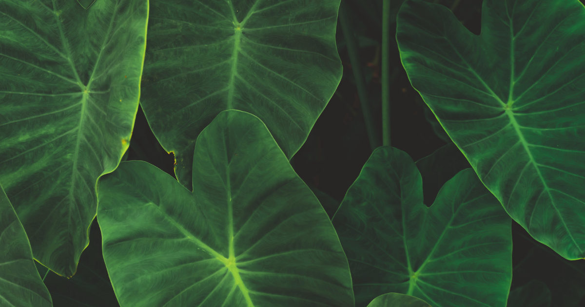 Types Of Elephant Ear Plants How To Grow Elephant Ears Care Tips For