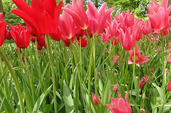 15 Cut flowers that last | Interflora