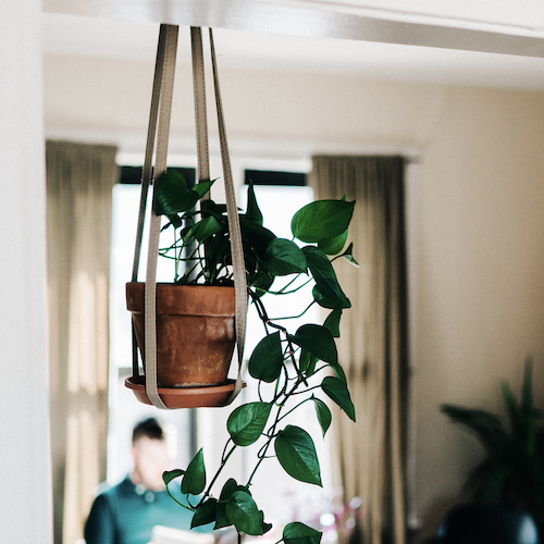 7 House Plants With Health Benefits | Interflora Australia