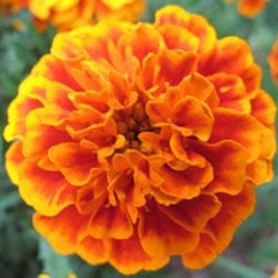 Lutein | VitaminExpress