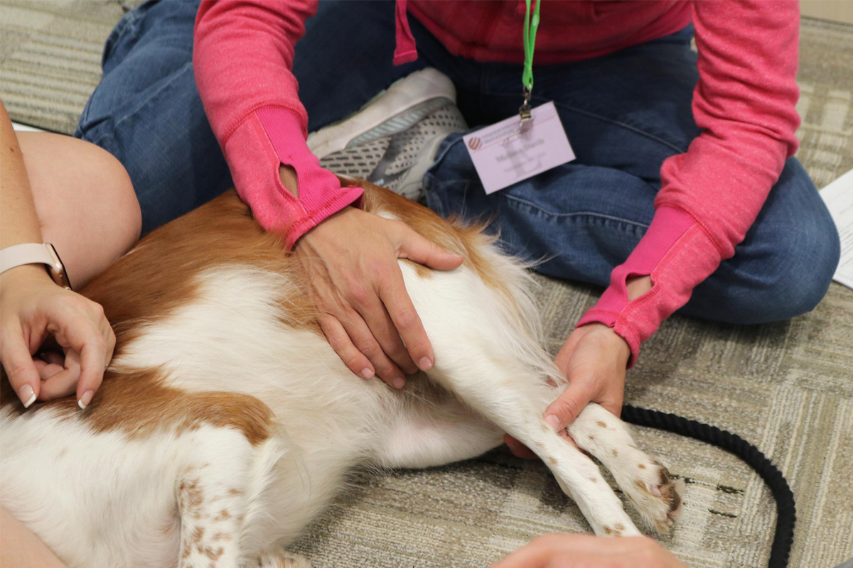 Canine Rehab Veterinary Technician - Chi University