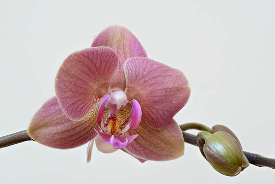 Flowers & Their Meanings | Orchids | Interflora