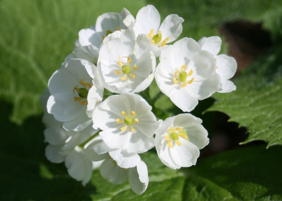 Skeleton Flower | Interflora