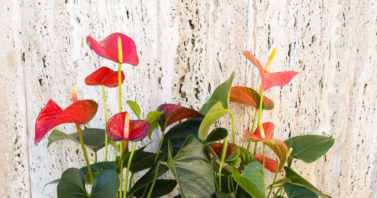 Anthurium Care Anthurium: Plant Care & Growing Guide