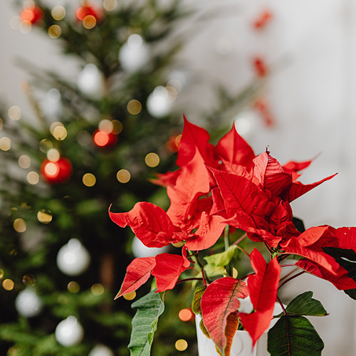Poinsettias for christmas store