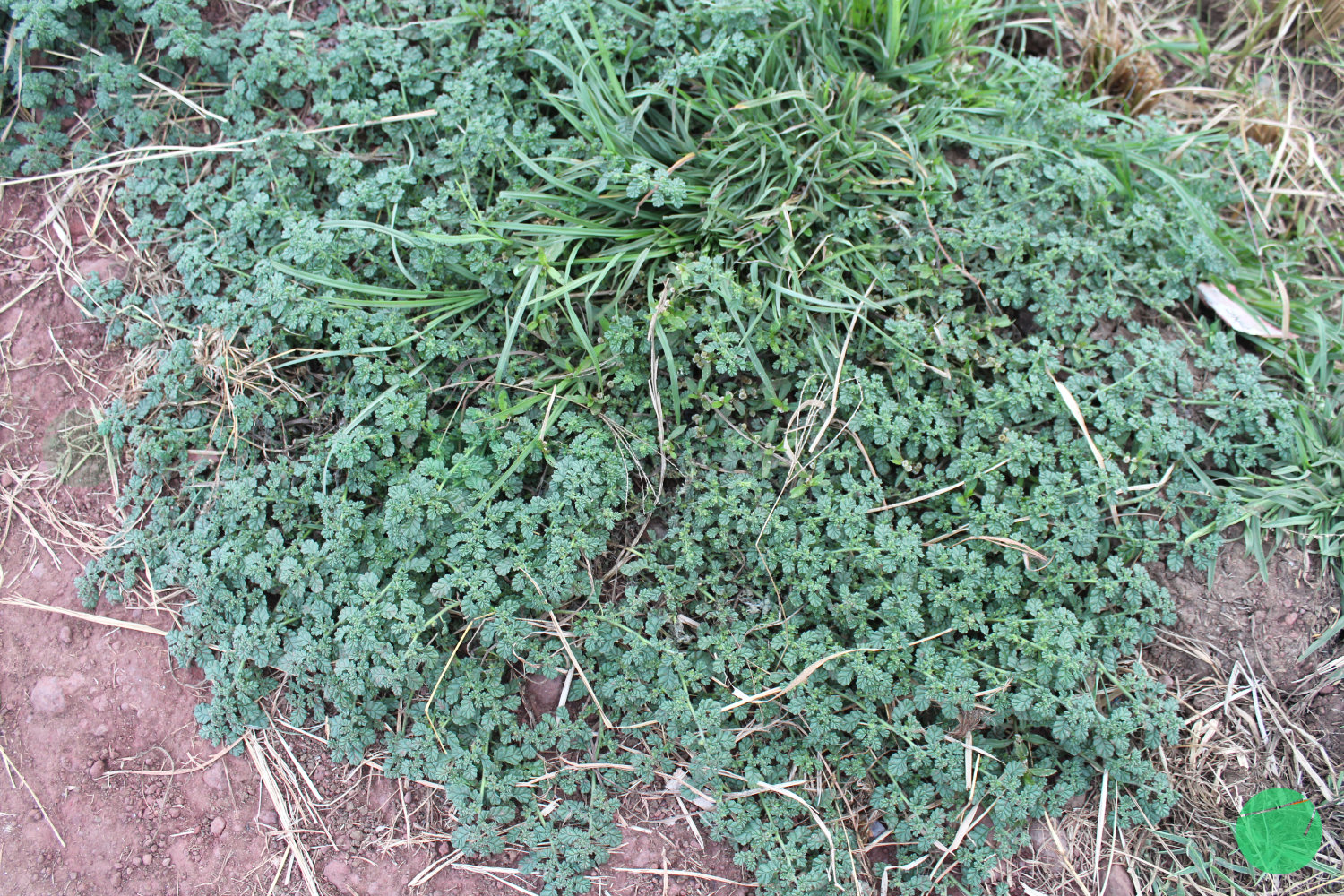 Deskripsi, Asal, dan Manfaat Creeping Coldenia (Coldenia procumbens L ...