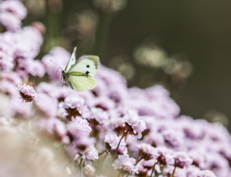 The Metamorphosis Quotes: Top 10 Quotes from Franz Kafka’s Masterpiece