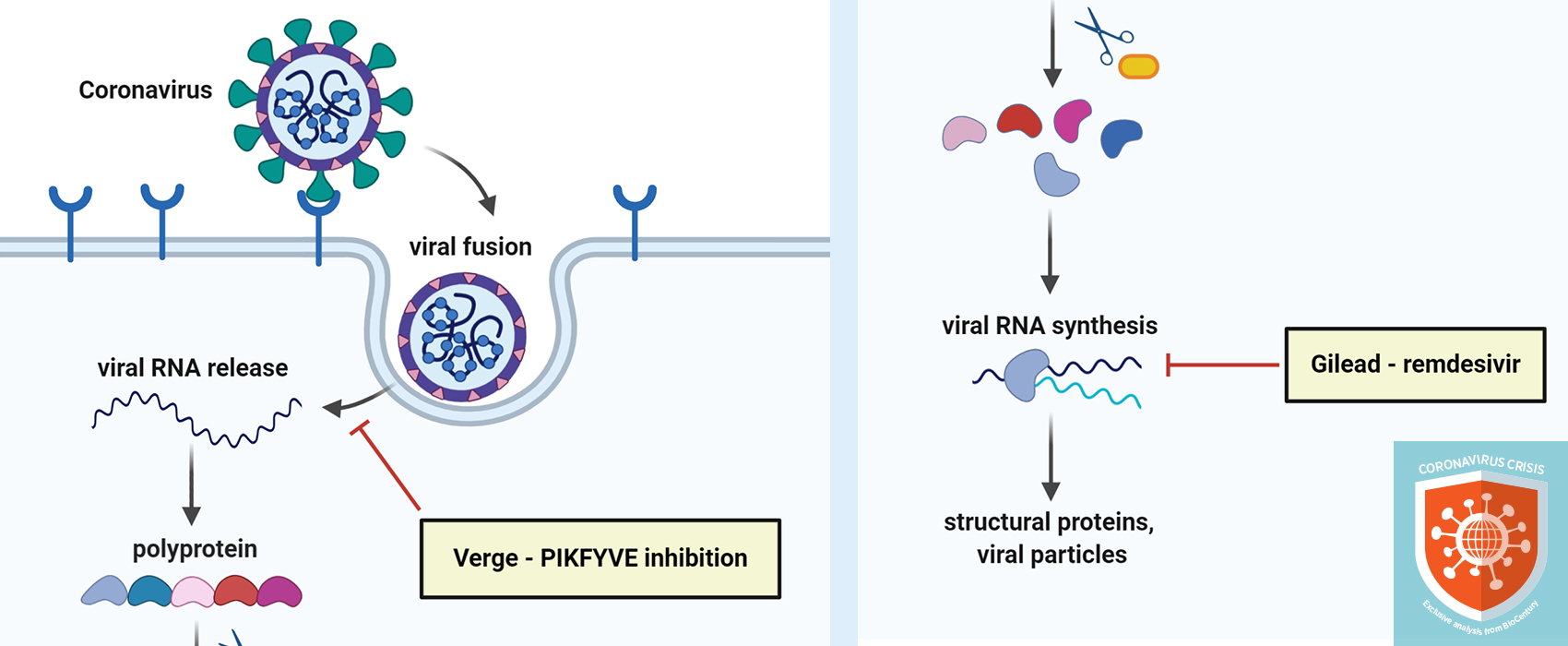 BioCentury - Verge puts ALS target through COVID-19 paces, leaning on ...