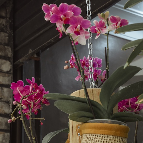 How to care for orchids | Interflora