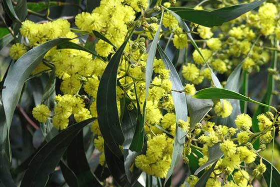 Australian flowers | Interflora