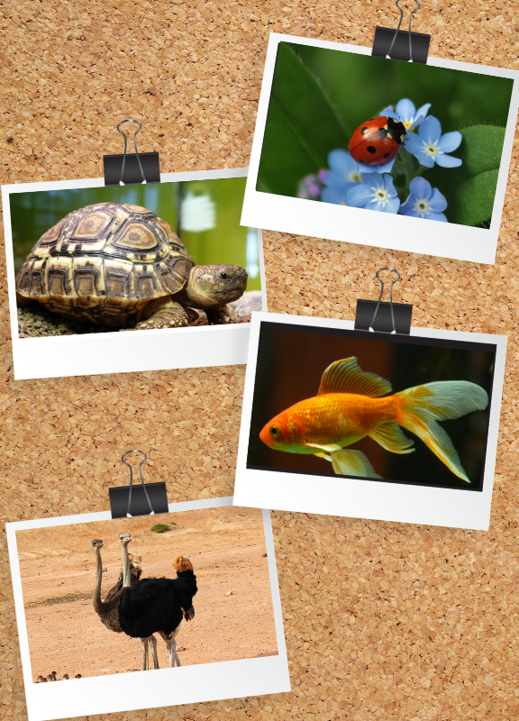 Amazing Animals: A Great Topic for Your KS1 Class