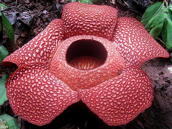 The World's Smelliest Flowers | Interflora