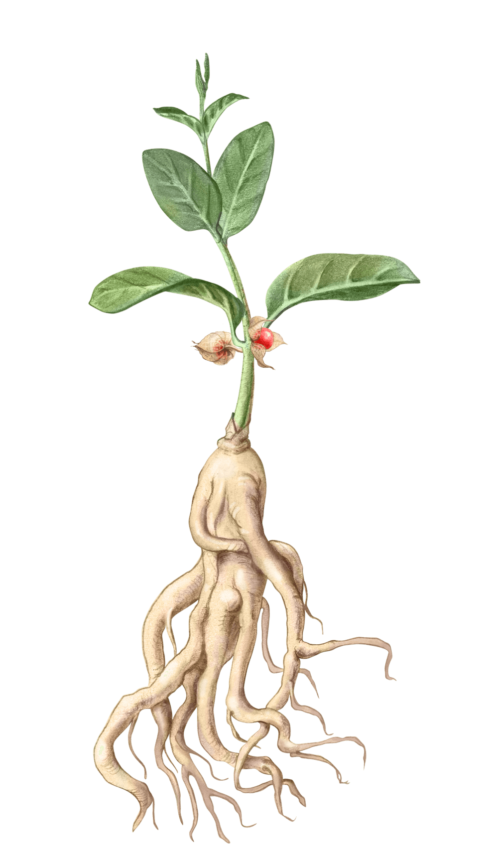 Ashwagandha Root | Yogi Tea