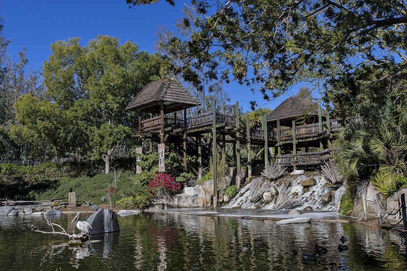 Top 7 San Diego Safari Park Tips for a Memorable Visit | CityPASS® Blog