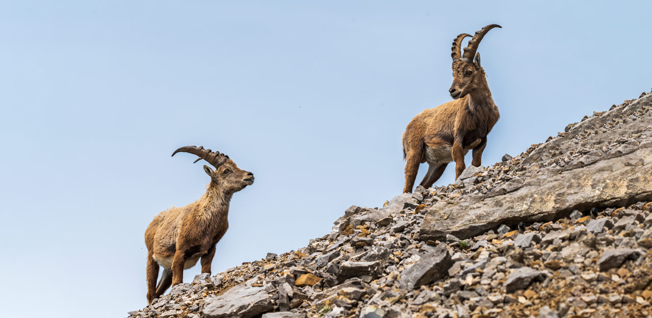 The “Scapegoat” Ritual