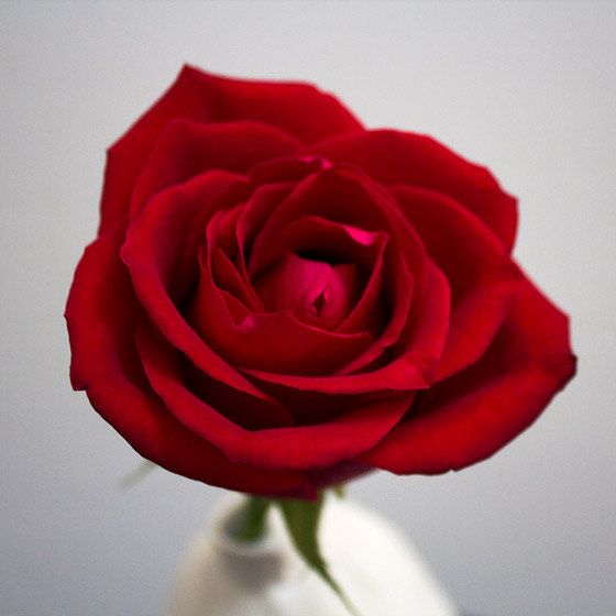 50 flower inspired baby names | Interflora