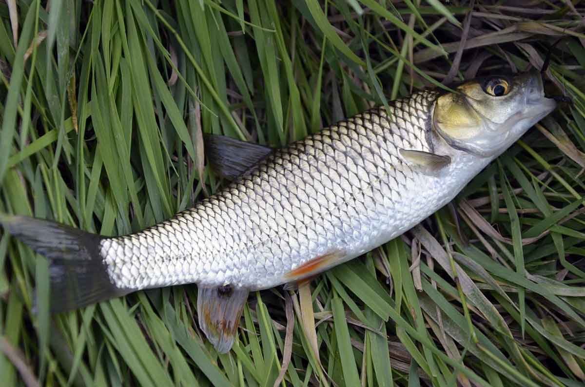 The Purim Fish | Read | Messiah Online | FFOZ