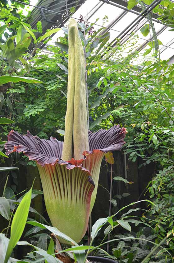 The World's Smelliest Flowers | Interflora