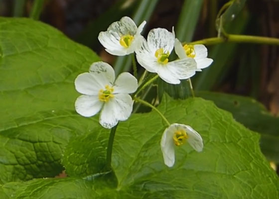 Skeleton Flower | Interflora