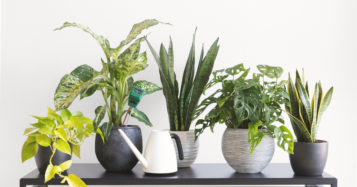Various Types Of House Plants Dracaena Varieties For Every Space In