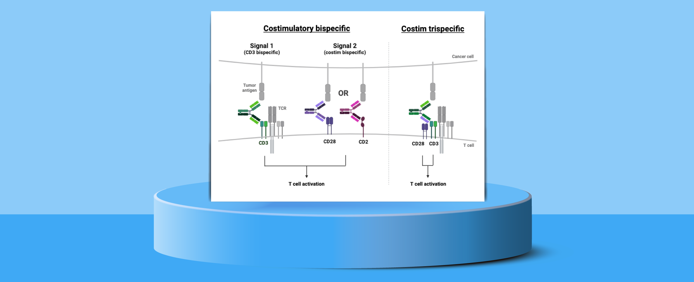 BioCentury - Costimulatory bispecifics bring new biology to T cell engagers
