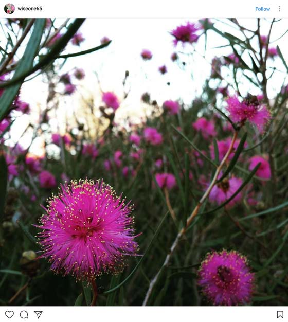 Top Places to Discover Wildflowers in Perth | Interflora Australia