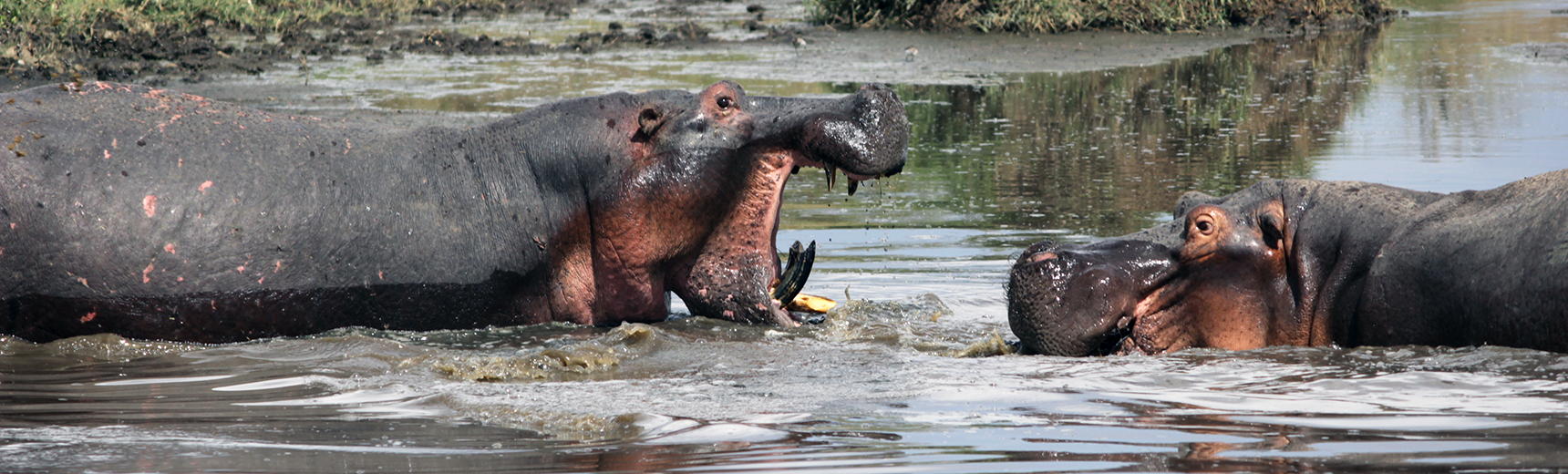 BioCentury - Breaking up Hippo to tame proliferation