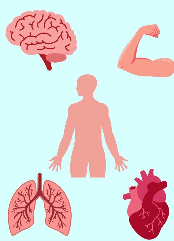 Teaching KS1 about the Human Body