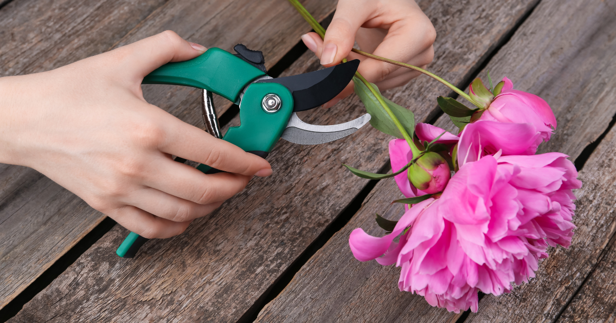 Pruning peonies store