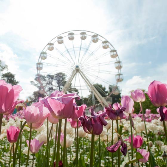 The Biggest & Best Flower Festivals from Around the World | Interflora ...