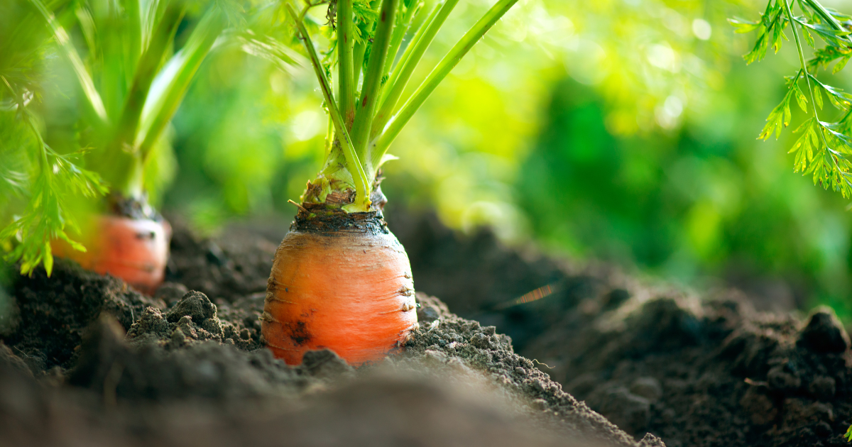 Stages Of Harvesting Carrots A Guide To Growing Carrots Heirloom