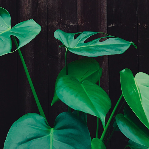 7 House Plants With Health Benefits | Interflora Australia