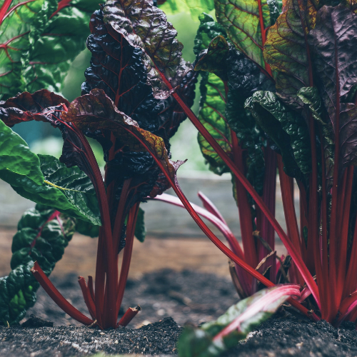 Beginner’s guide to vegetable gardening made easy | Interflora