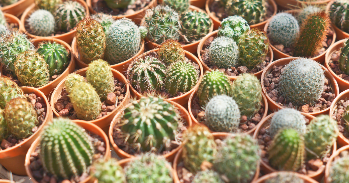 Different Types Cactus Plants