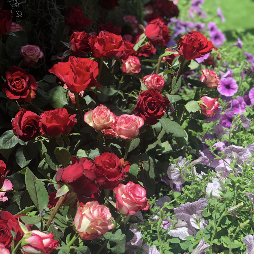 A Beginner’s Guide to Caring for Roses | Interflora Australia