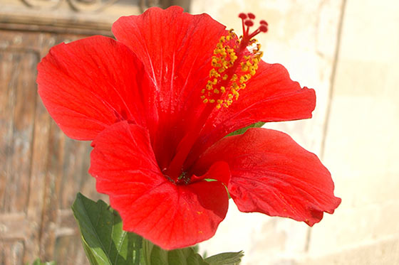 National Flower Of South America | Best Flower Site