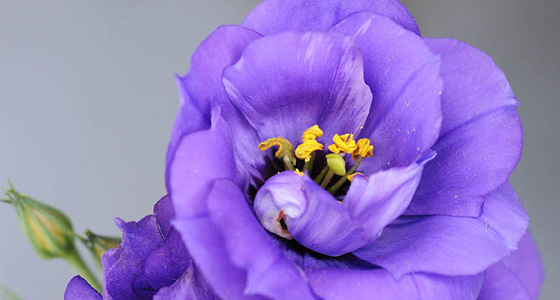 Flowers & Their Colours | Lisianthus | Interflora