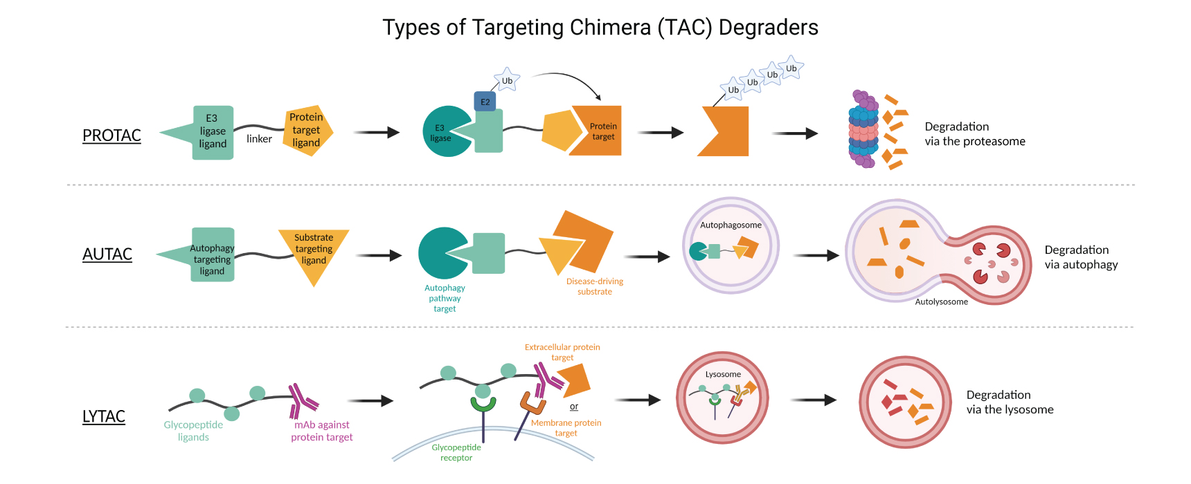 BioCentury - The TAC universe grows beyond PROTACs