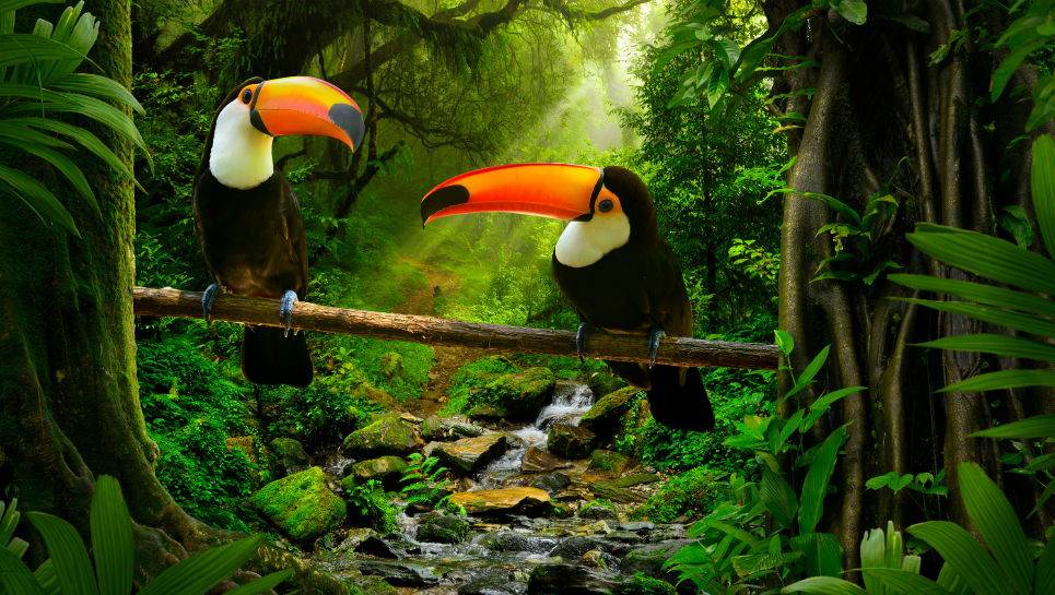 Learning to Save the Rainforest with KS1