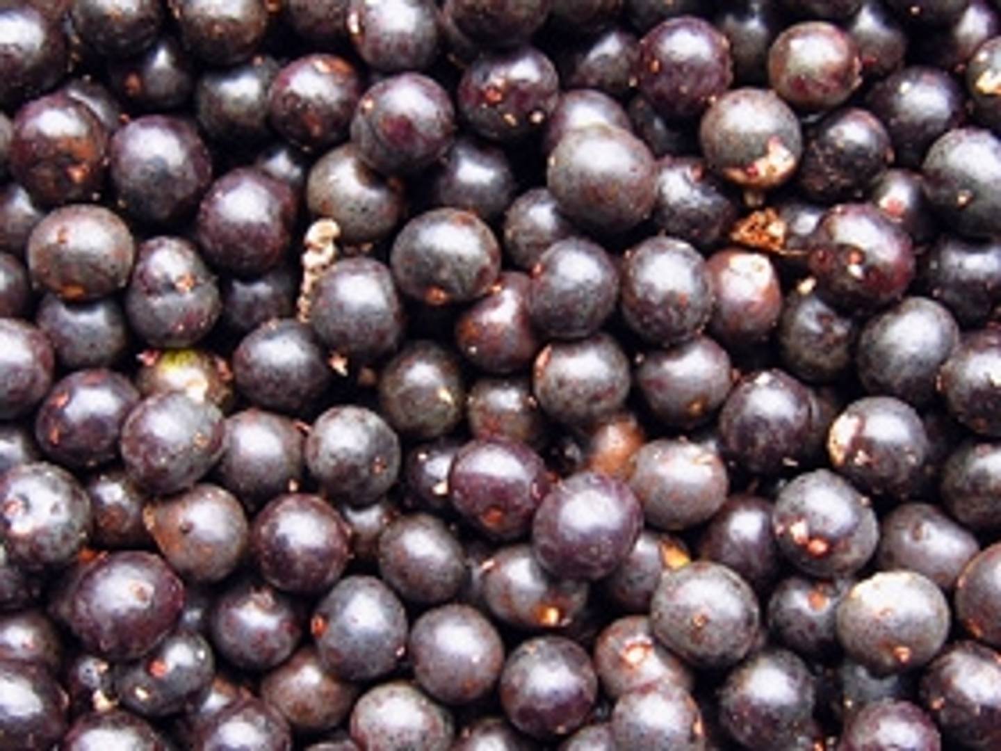 Acai