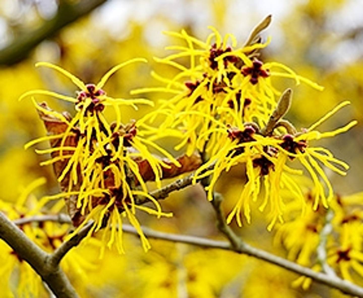 Hamamelis