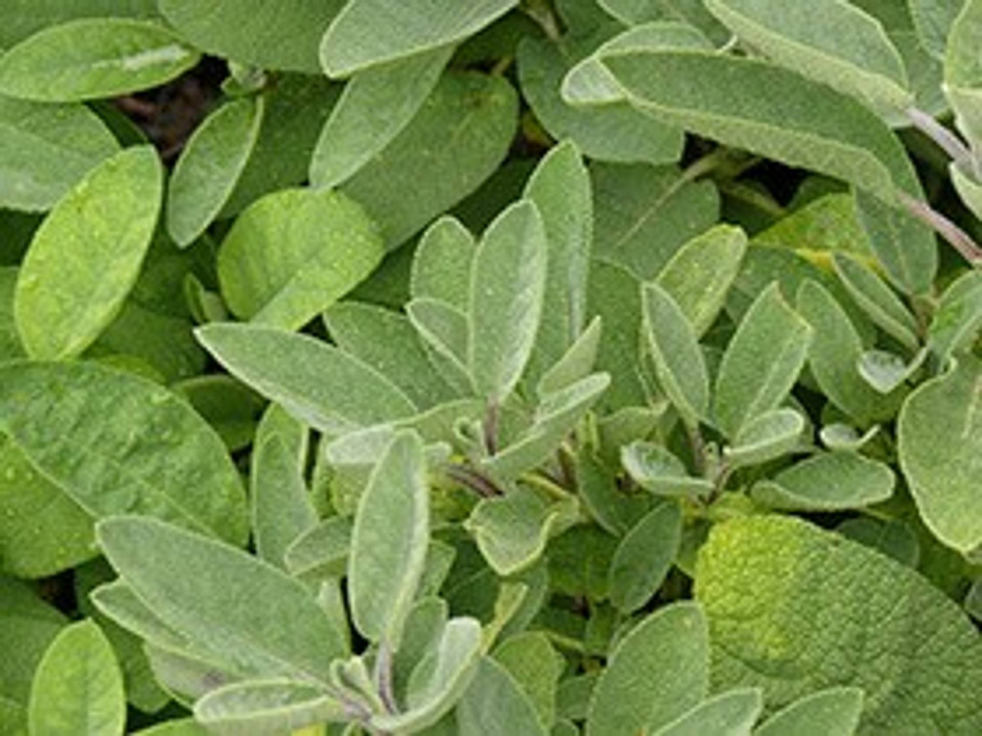 Salbei: Herkunft, Inhaltsstoffe & Wirkung – Bärbel Drexel