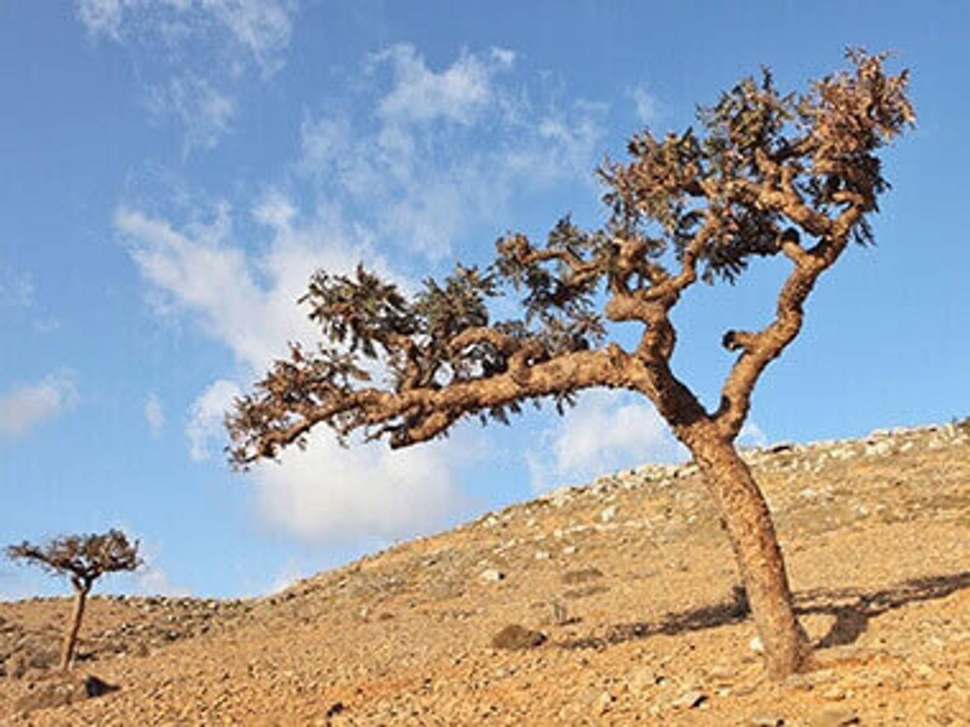 Weihrauch - Wirkung und Anwendung | Bärbel Drexel Blog