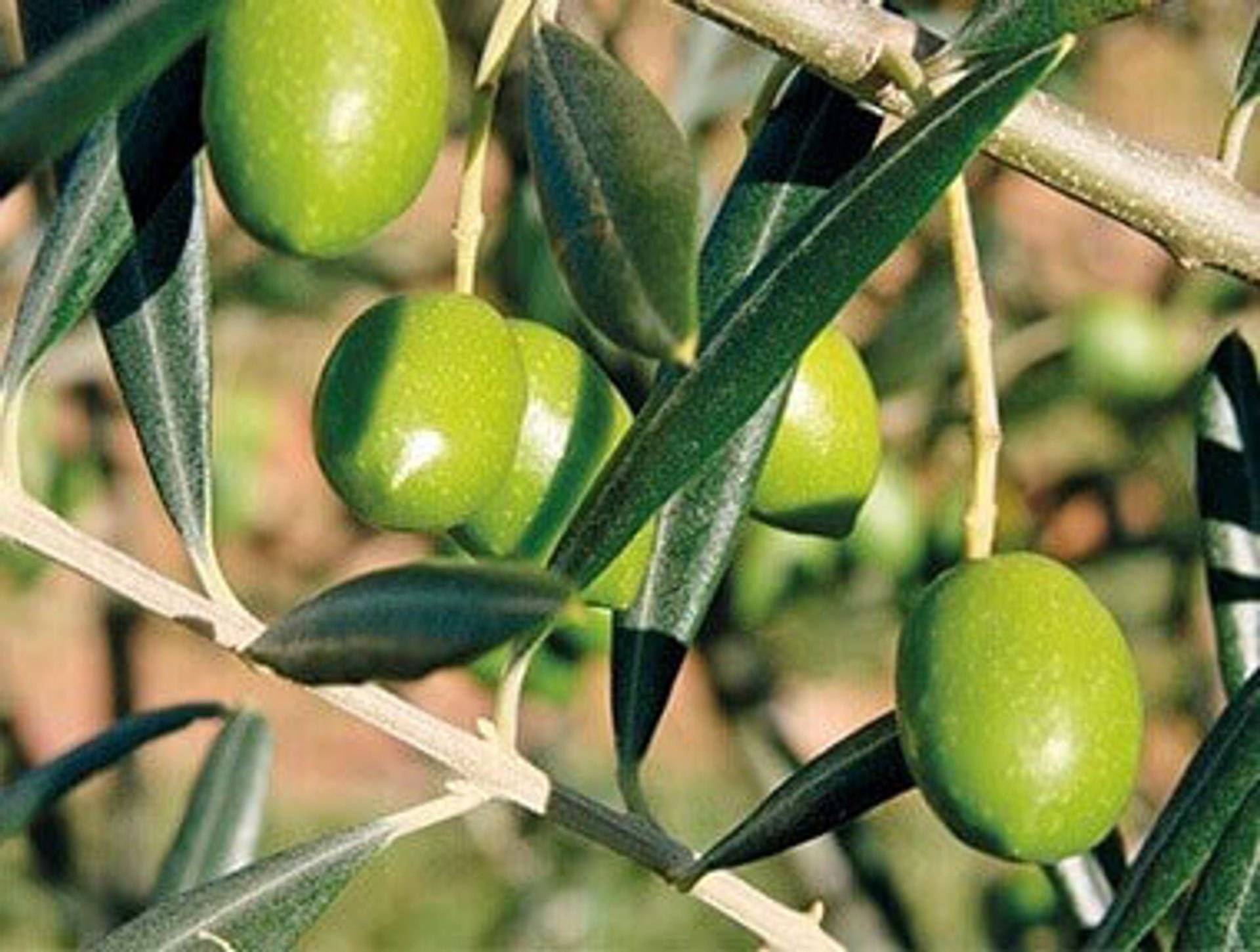 Olive: Herkunft, Inhaltsstoffe & Wirkung – Bärbel Drexel