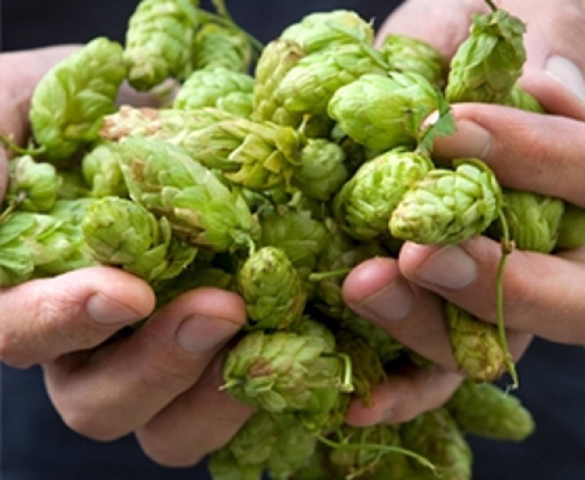 Hopfen