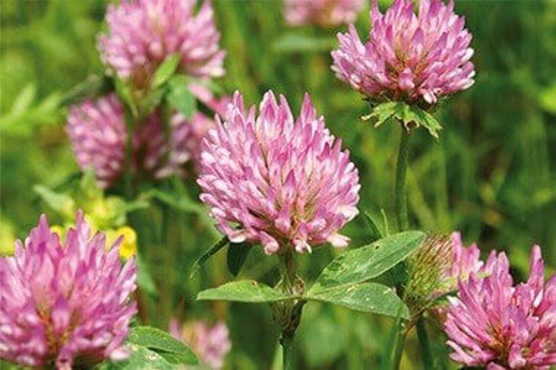 Rotklee: Herkunft, Inhaltsstoffe & Wirkung – Bärbel Drexel