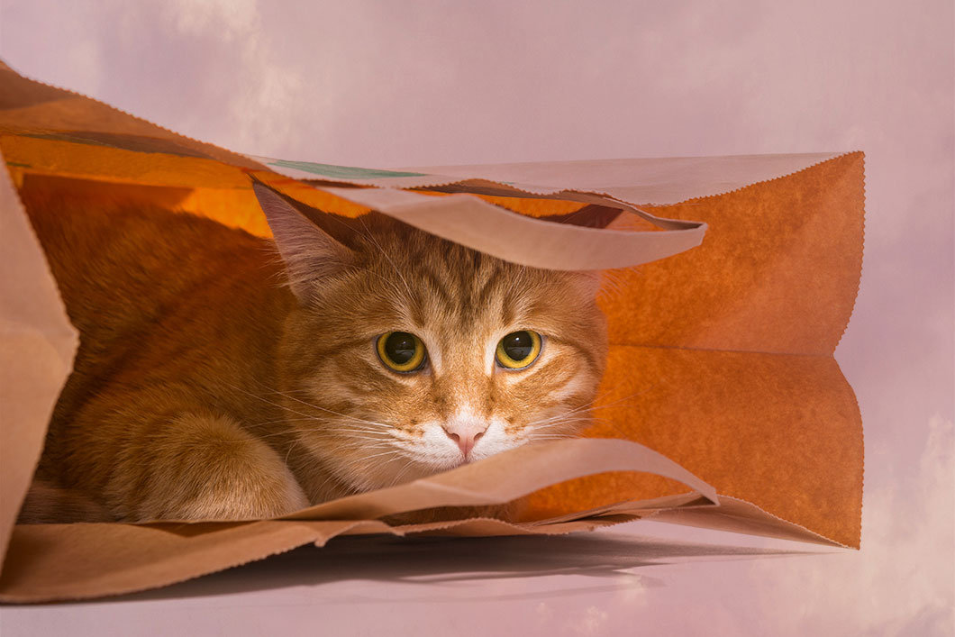 Lessons from the Cat | Read | Messiah Online | FFOZ