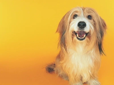 Can dogs get STDs? & Other common FAQs | STDWatch.com